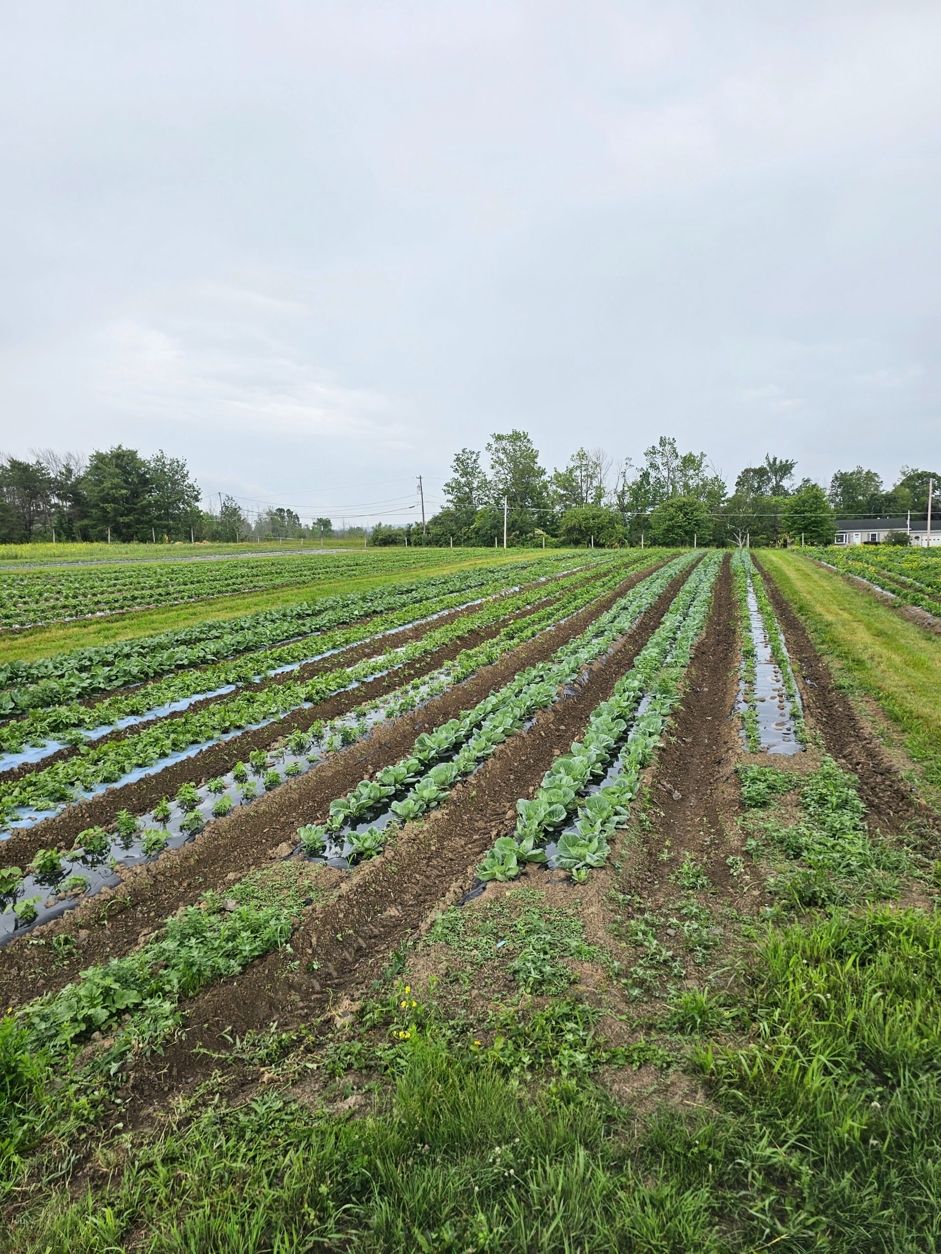 Patroon Land Farm - Regional Food Bank of Northeastern New York